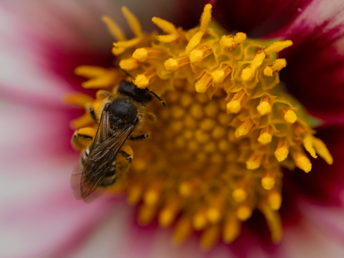 Vegan Practically Something To Chew On That Doesn T Taste Like Cardboard